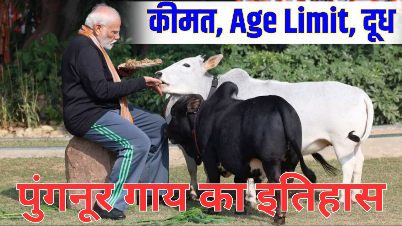 Punganur Cow: पुंगनूर गाय का इतिहास क्या हैं, कहाँ से खरीदे पुंगनूर गाय ...